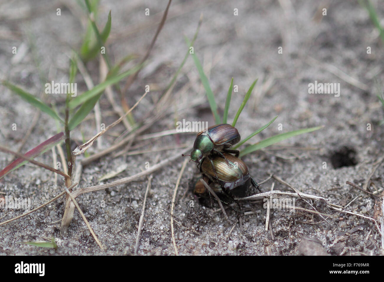 Love insects hi-res stock photography and images - Alamy