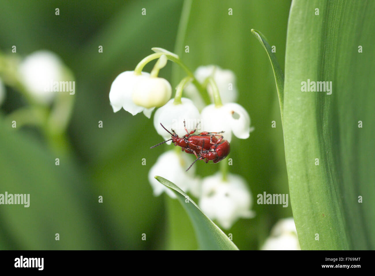 Love insects hi-res stock photography and images - Alamy