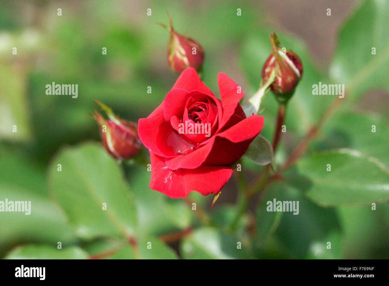 Form of roses hi-res stock photography and images - Alamy