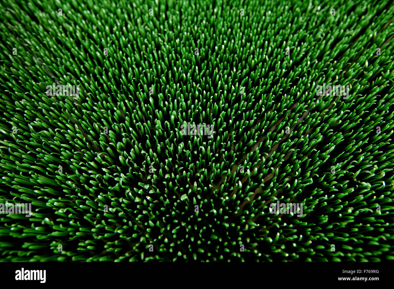 Green Grass Overview Stock Photo - Alamy