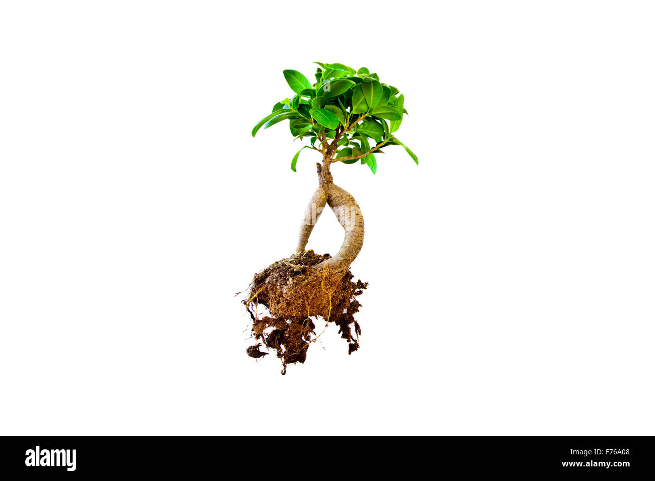 Tree isolated roots hi-res stock photography and images - Alamy
