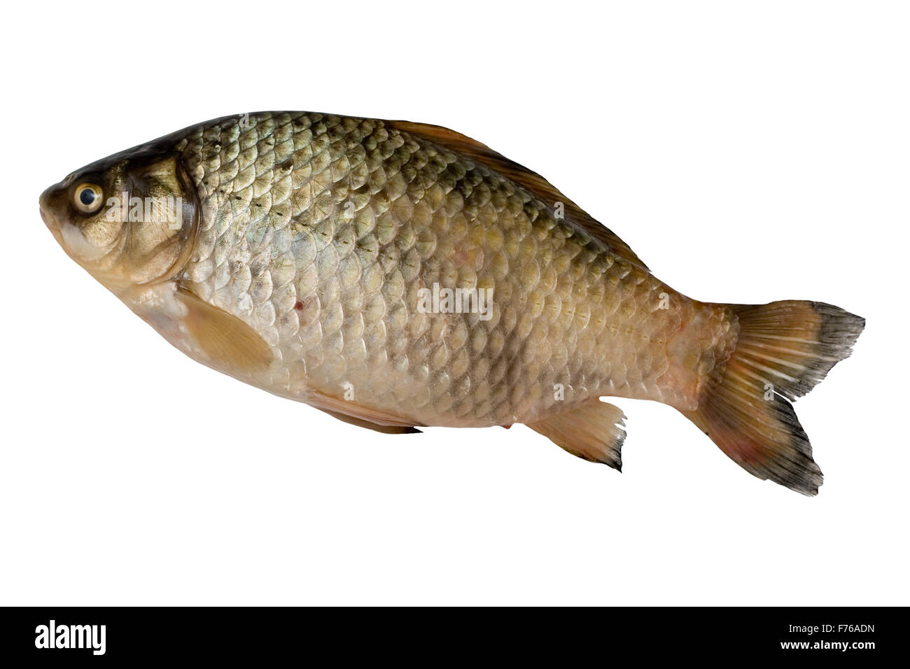 Crucian fish hi-res stock photography and images - Alamy