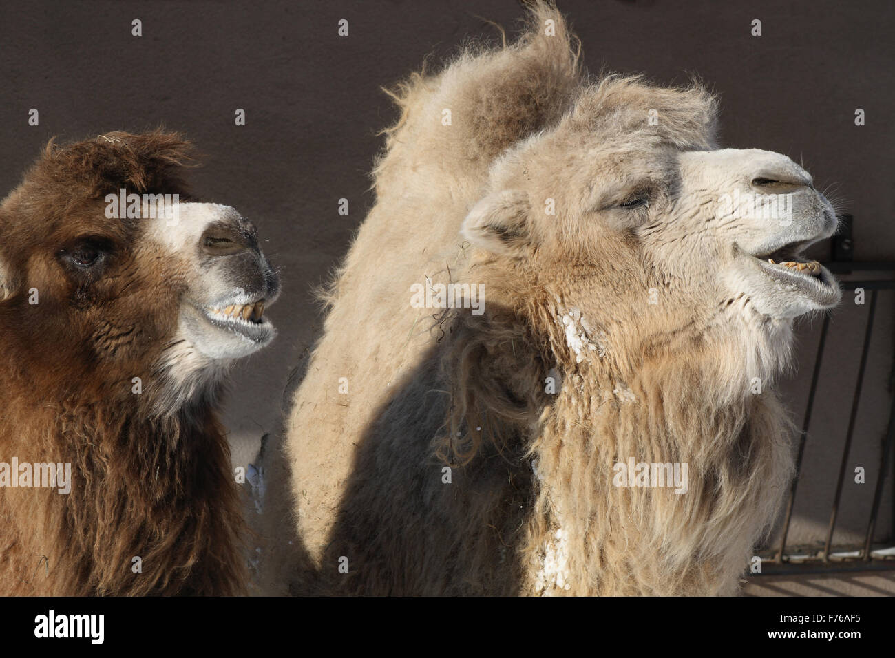 Camel the animal hi-res stock photography and images - Alamy