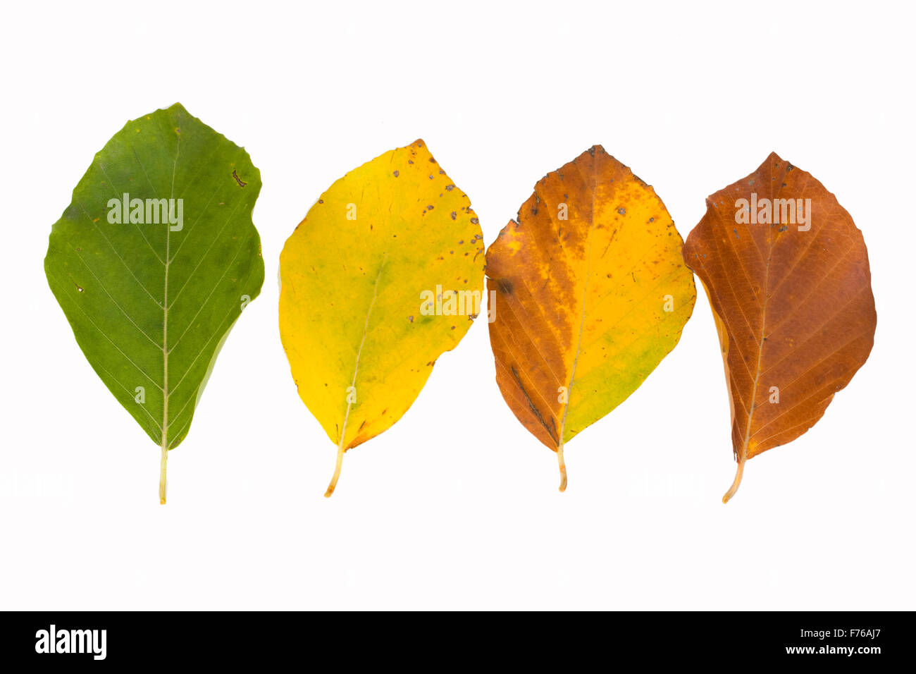 Autumn colors collection Cut Out Stock Images & Pictures - Alamy