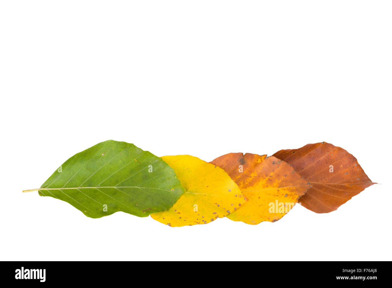 Red autumn colors in Cut Out Stock Images & Pictures - Alamy