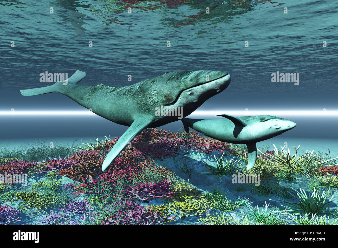 Song Of The Whale High Resolution Stock Photography and Images - Alamy