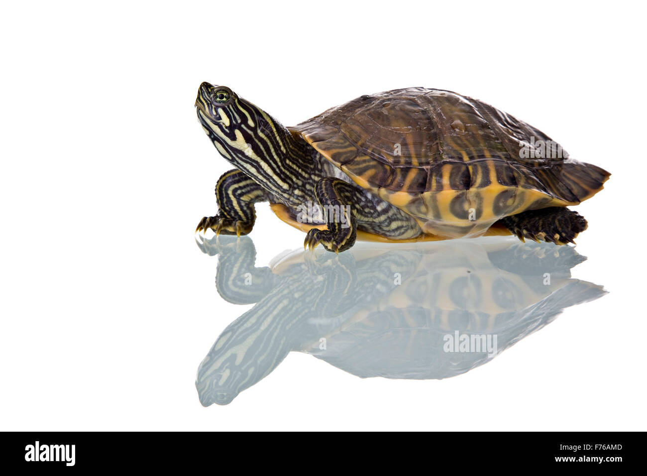 Turtle paws hi-res stock photography and images - Alamy