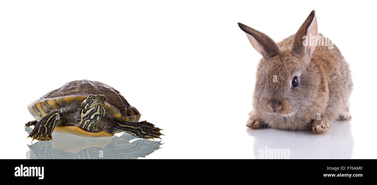Rabbit and turtle race hi-res stock photography and images - Alamy