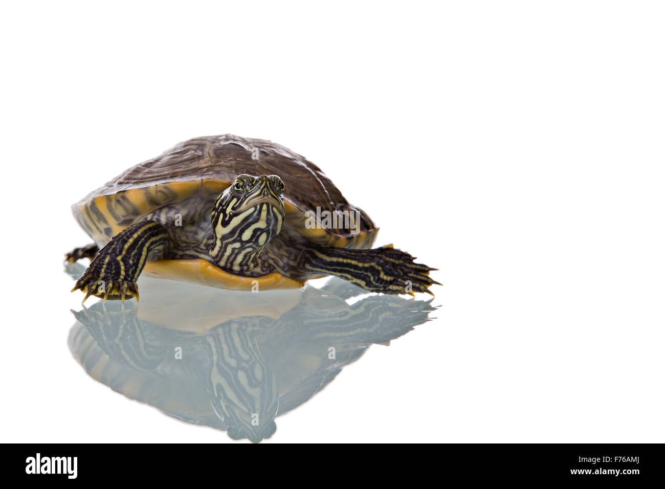 Turtle paws hi-res stock photography and images - Alamy