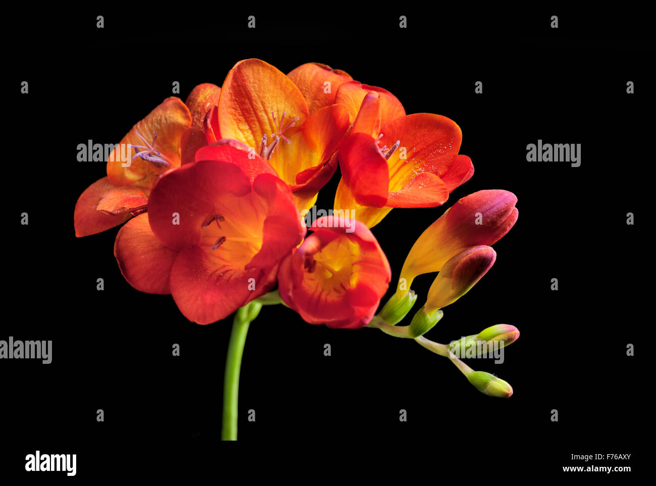 Fresia hi-res stock photography and images - Alamy