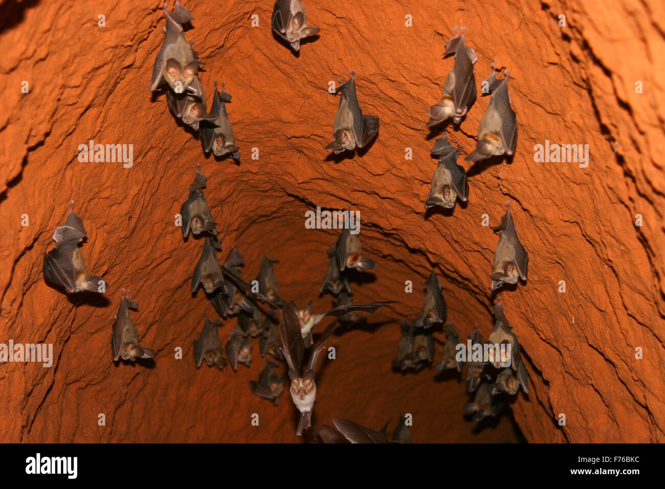 Bats roosting in a sand cave in the Kgalagadi Transfrontier Park Stock ...
