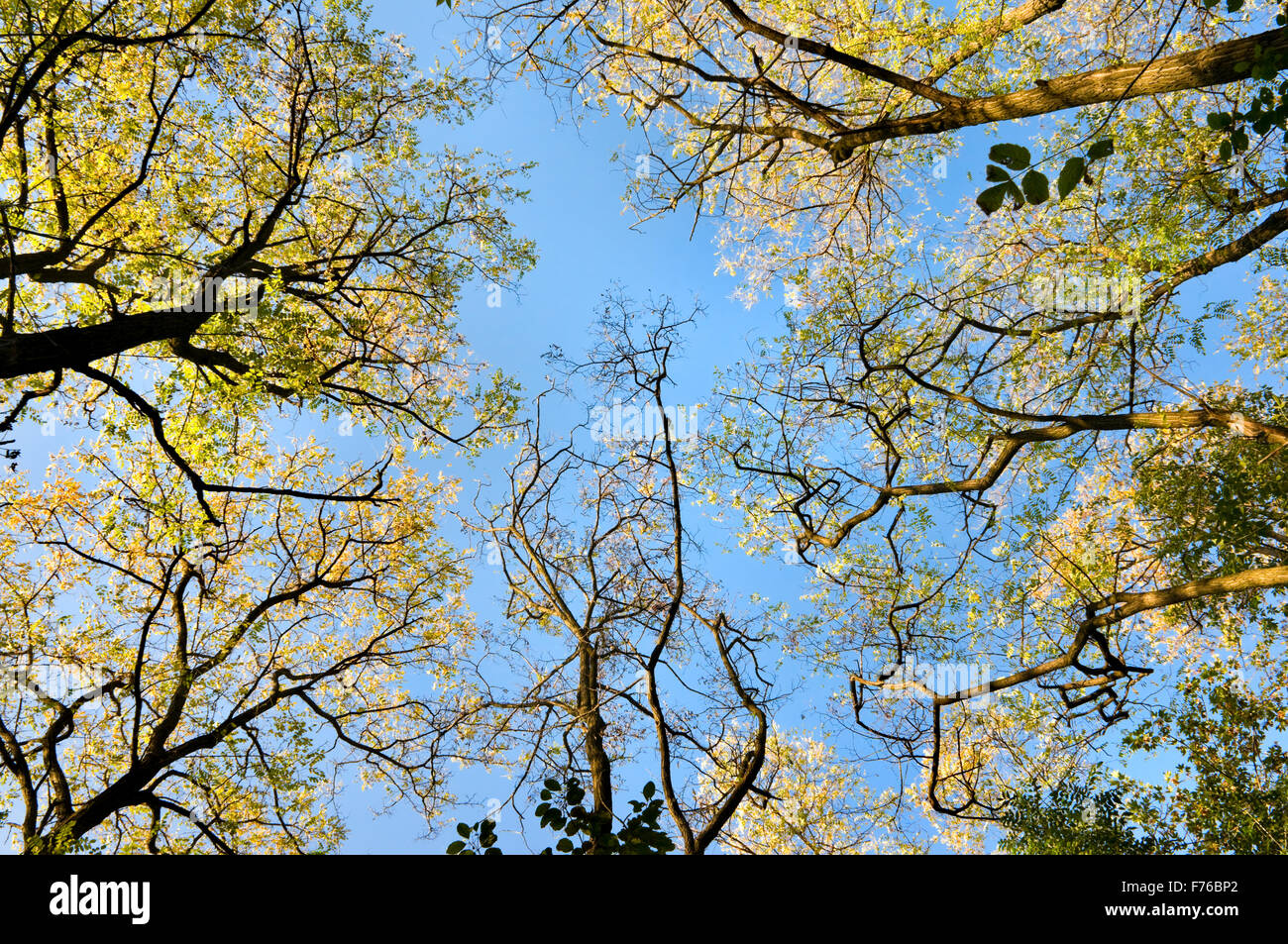 underside view of autumn trees Stock Photo - Alamy