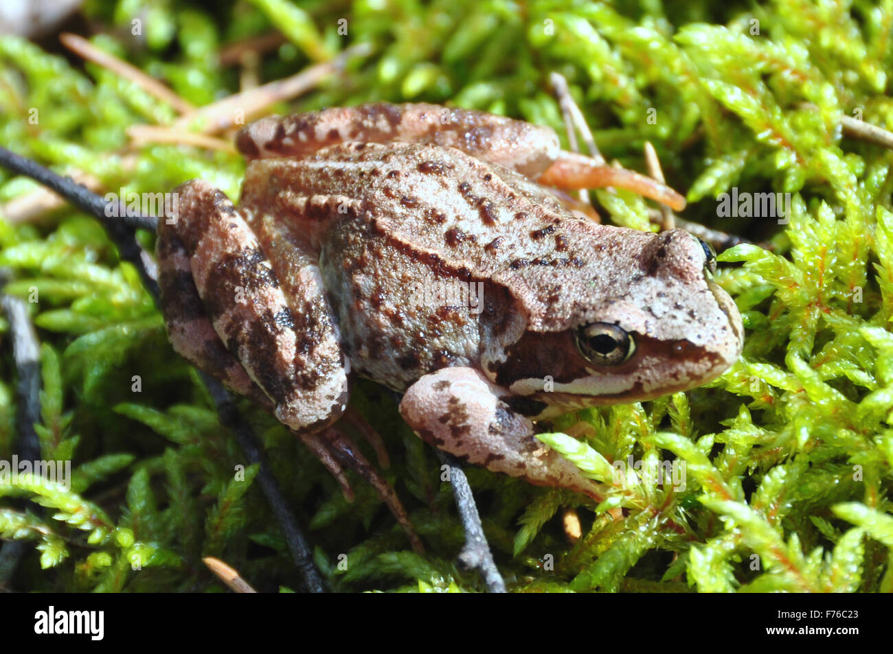 Slippery frog hi-res stock photography and images - Alamy