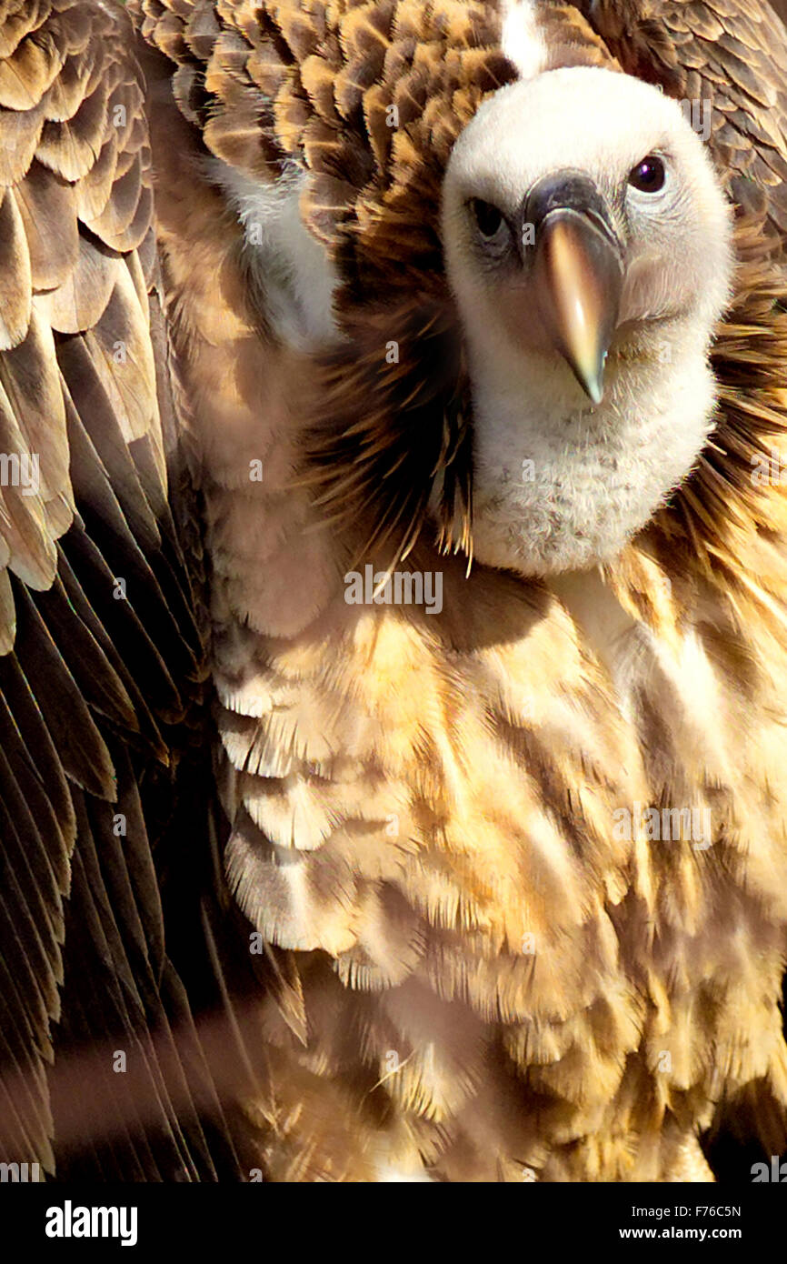 Vulture / Scavenger Stock Photo - Alamy