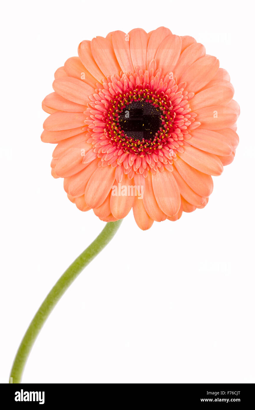 orange gerbera on white background Stock Photo - Alamy