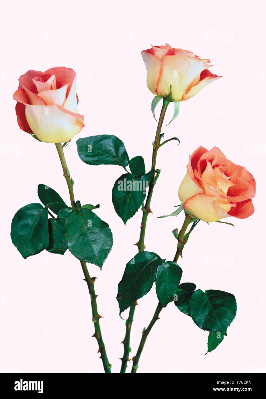 Three roses sky flower hi-res stock photography and images - Alamy