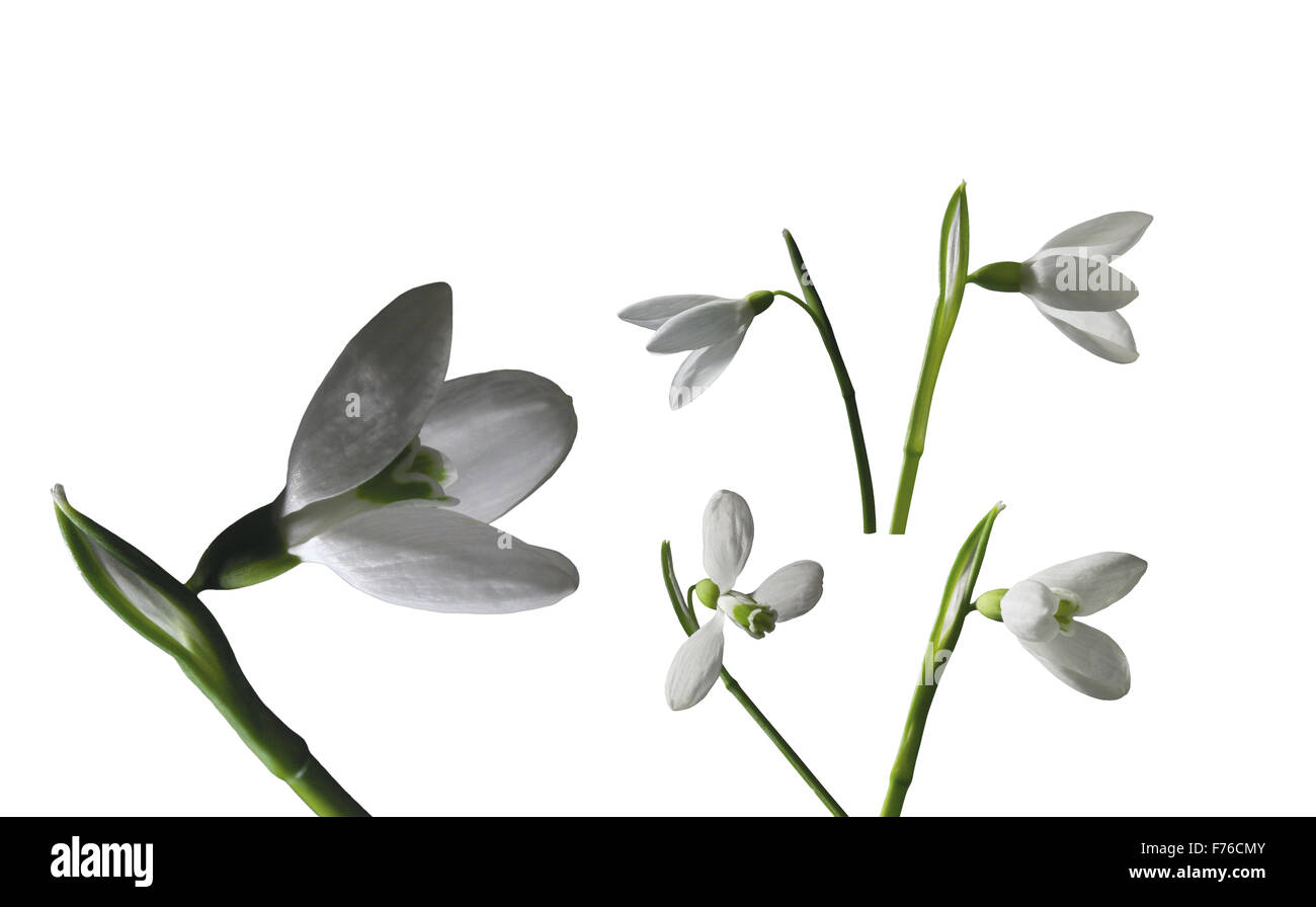 Snowdrop foliage Cut Out Stock Images & Pictures - Alamy