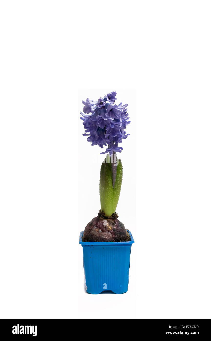 beautiful bloomed hyacinth Stock Photo - Alamy