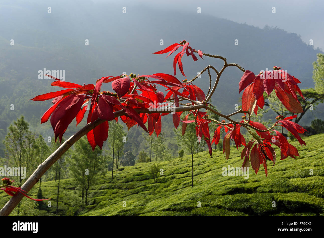 Poinsettia plant, Euphorbia pulcherrima, munnar, idukki, kerala, india ...