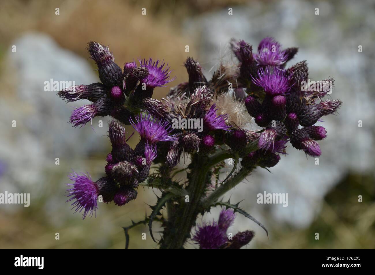 Purple Mountain Thistle Stock Photo - Alamy