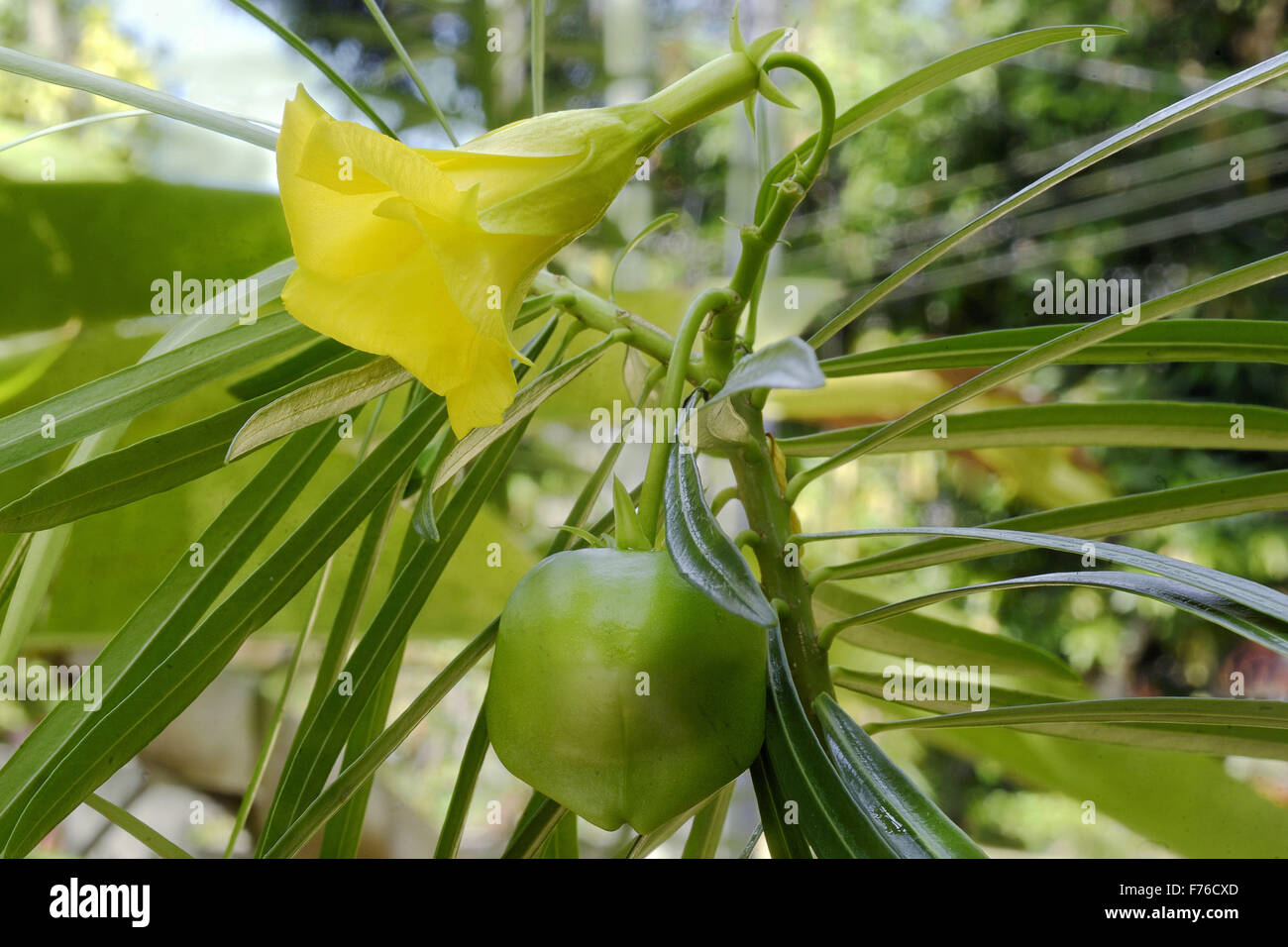 Yellow oleander flower, Cascabela thevetia, lucky nut plant Stock Photo ...