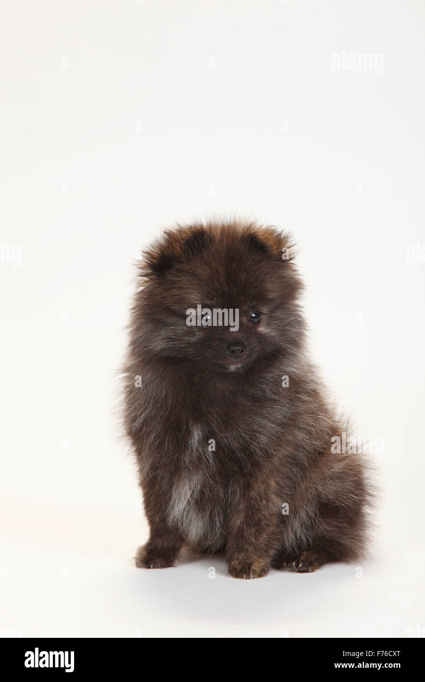 Miniature German Spitz, puppy, 12 weeks|Kleinspitz, Welpe, 12 Wochen ...
