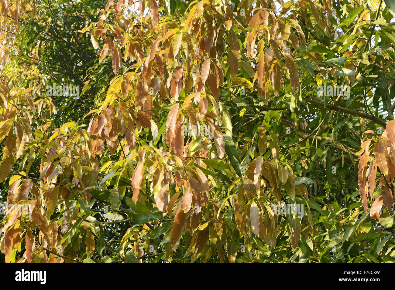 Mangifera indica tree leaves, mango tree leaves, trivandrum, kerala ...