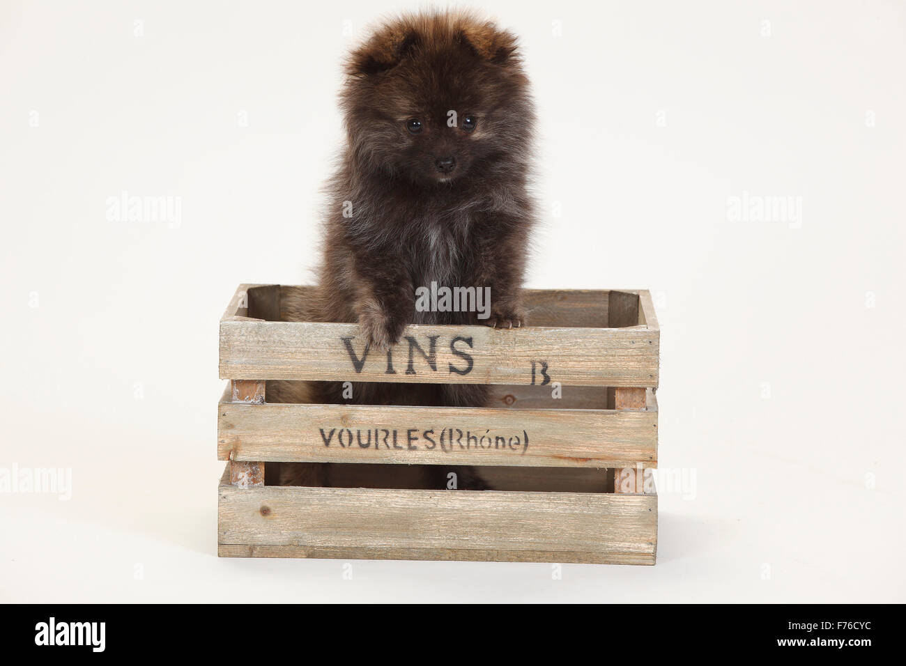 Miniature German Spitz, puppy, 12 weeks|Kleinspitz, Welpe, 12 Wochen ...