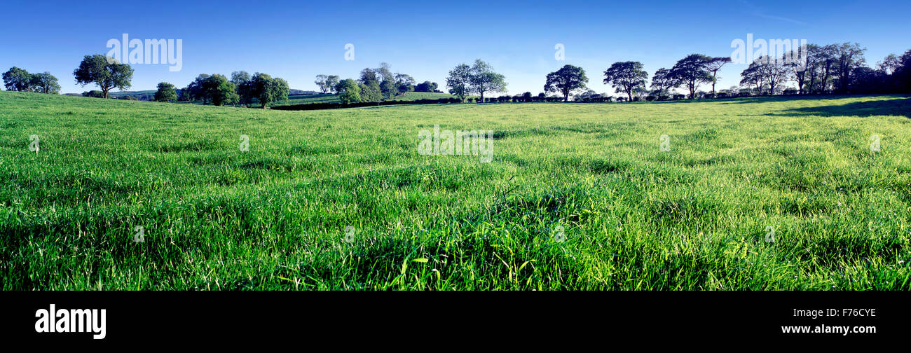 Grass Field Down Farming Northern Ireland Stock Photo - Alamy