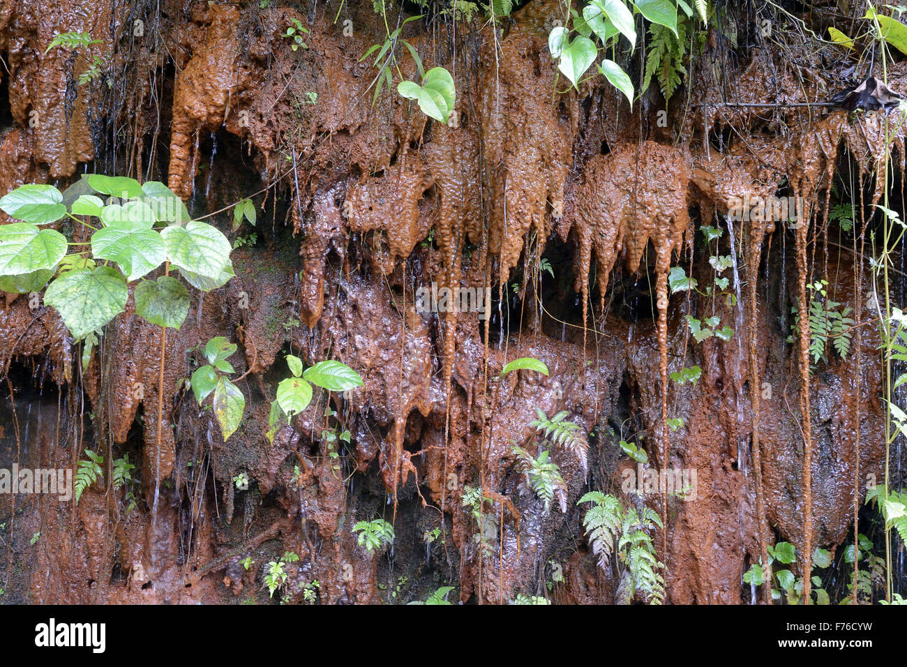 Kerala fotos hi-res stock photography and images - Alamy