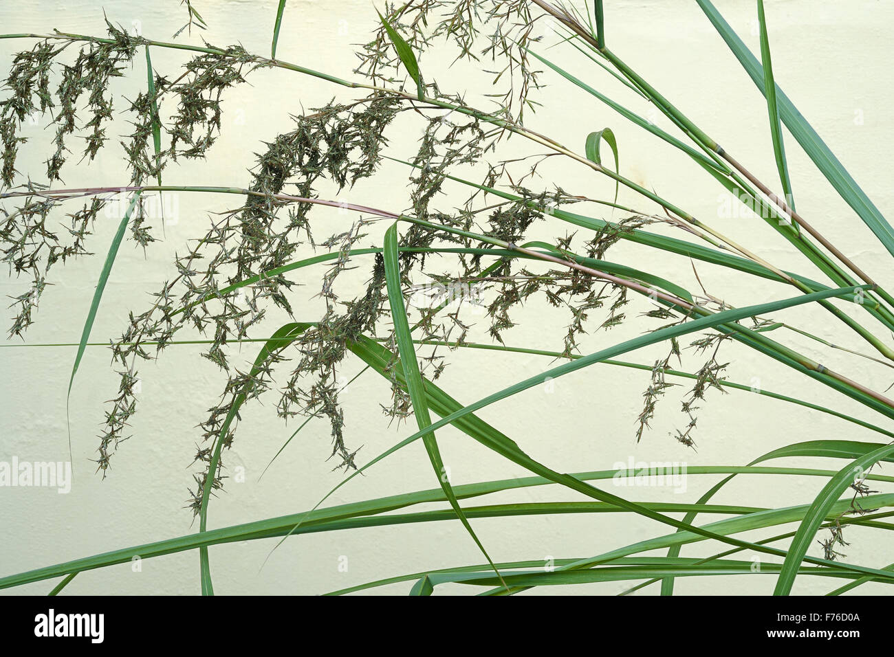 Indian lemon grass, Cymbopogon flexuosus, Lemongrass leaves, malabar ...
