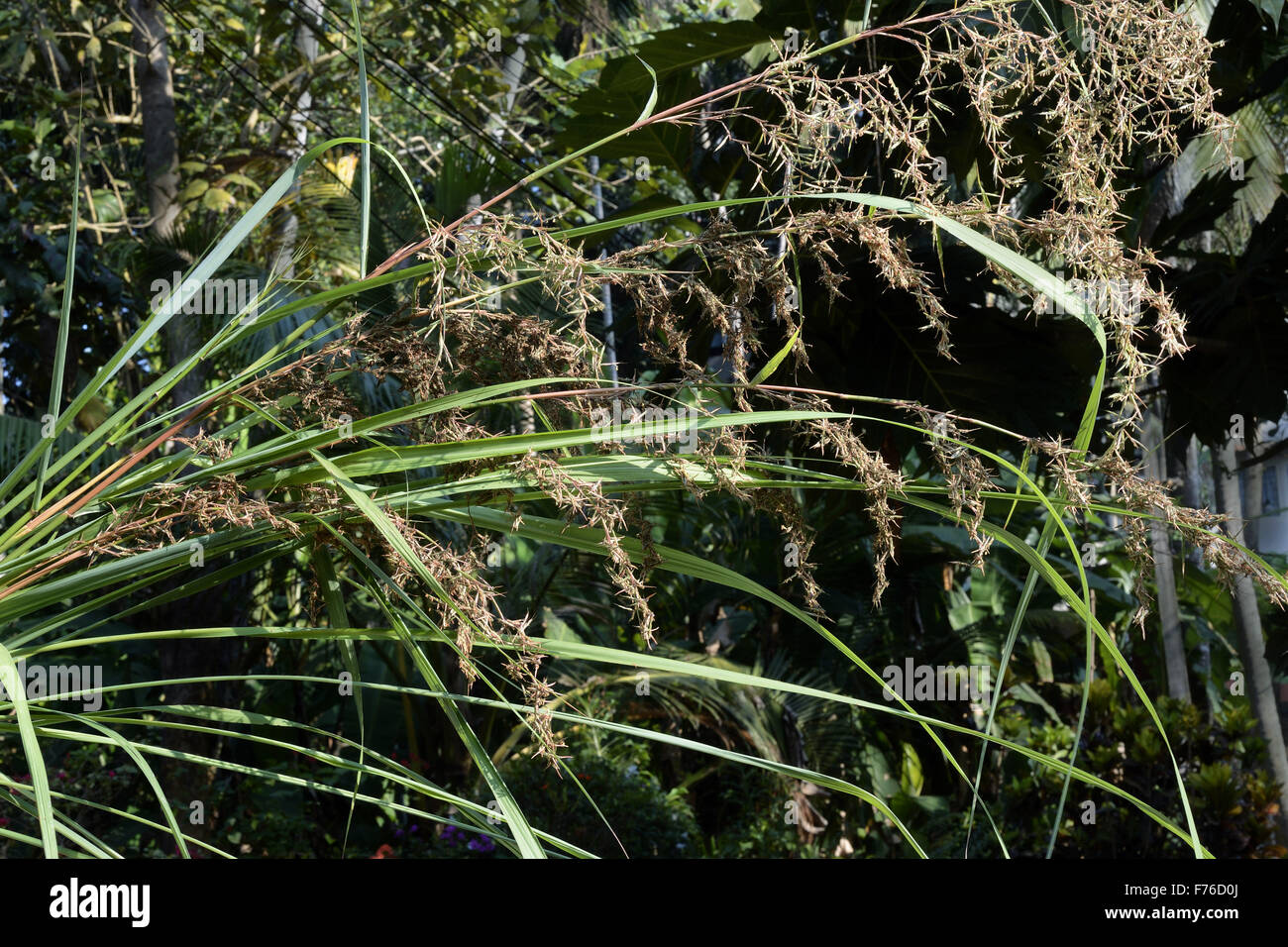 Indian lemon grass, Cymbopogon flexuosus, Lemongrass leaves, malabar ...