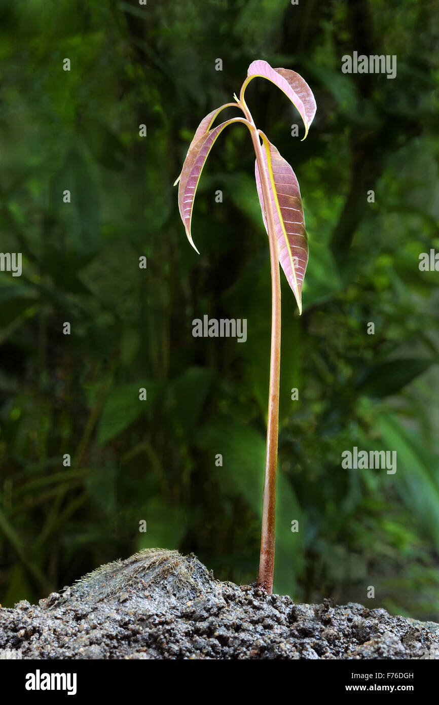 Mango seedling hi-res stock photography and images - Alamy