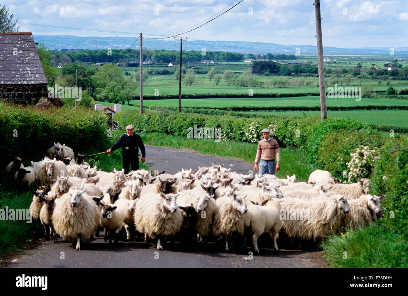 Sheep, County Down, Farming, road, agriculture, Irish, Northern Stock ...