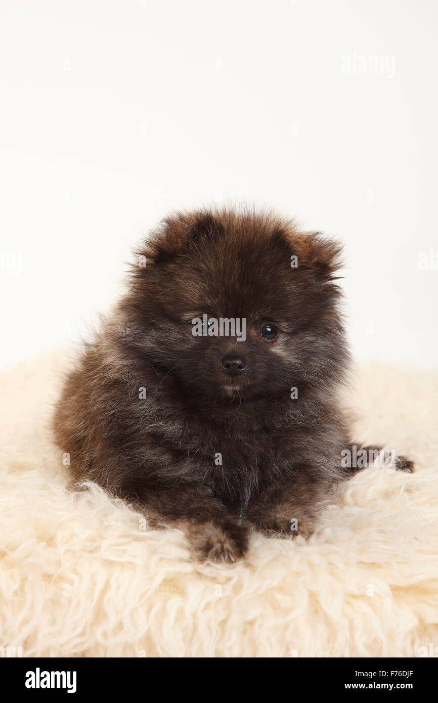 Miniature German Spitz, puppy, 12 weeks|Kleinspitz, Welpe, 12 Wochen ...