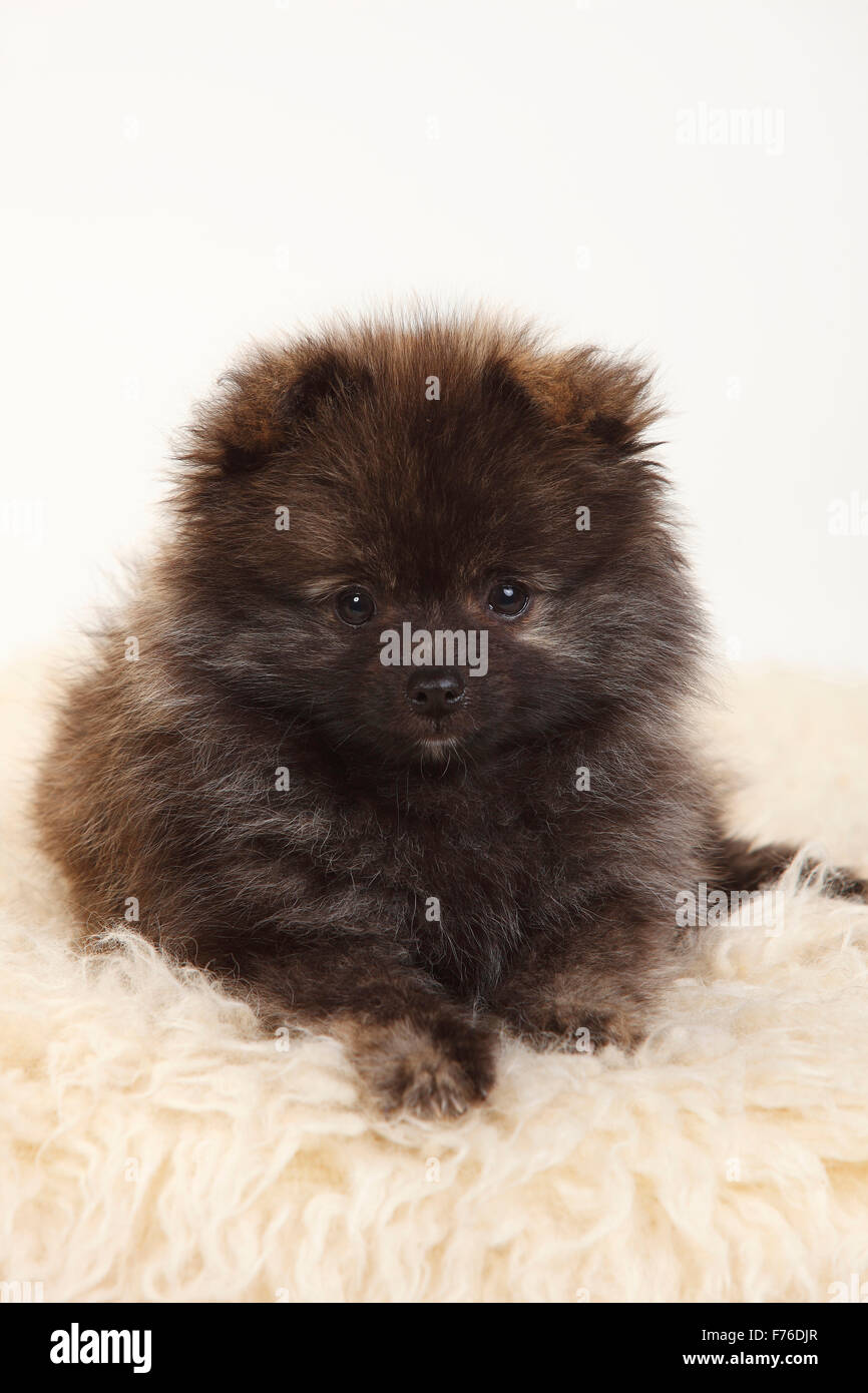 Miniature German Spitz, puppy, 12 weeks|Kleinspitz, Welpe, 12 Wochen ...