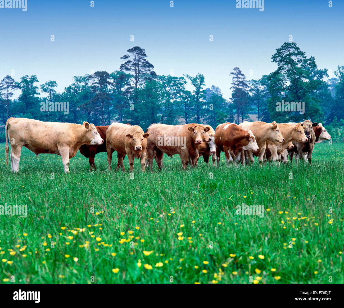 Beef cattle hi-res stock photography and images - Alamy