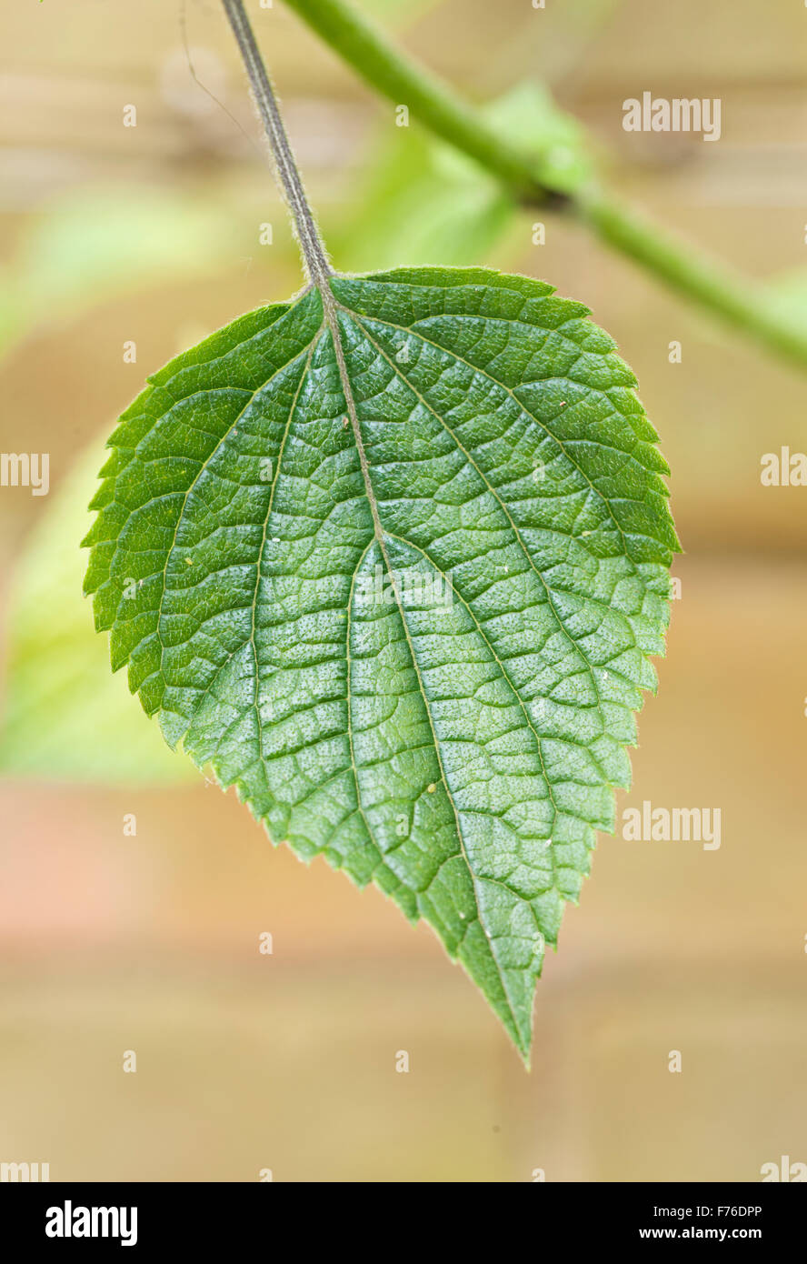 Deatil of leaf hi-res stock photography and images - Alamy