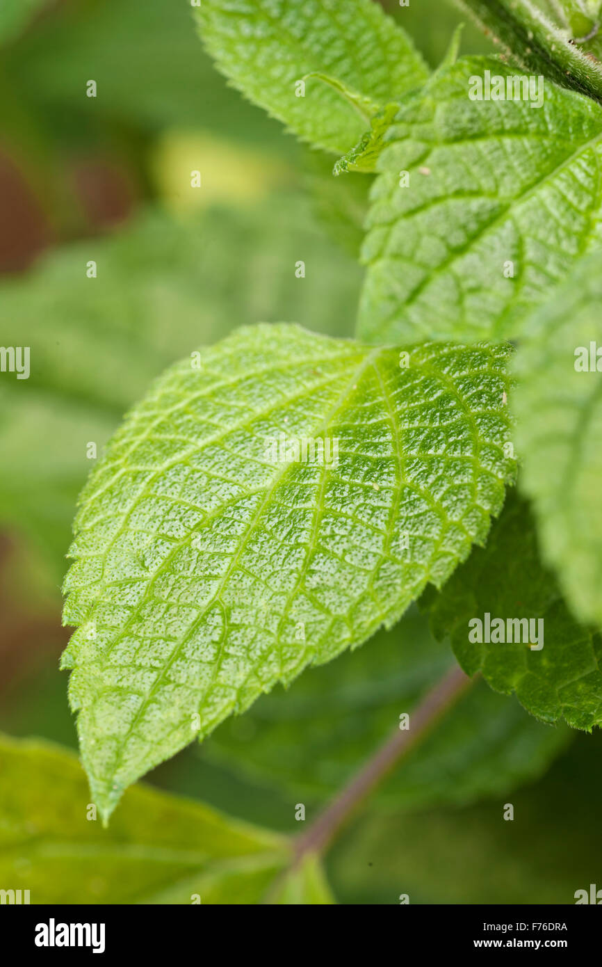 Green leafy plant Stock Photo - Alamy
