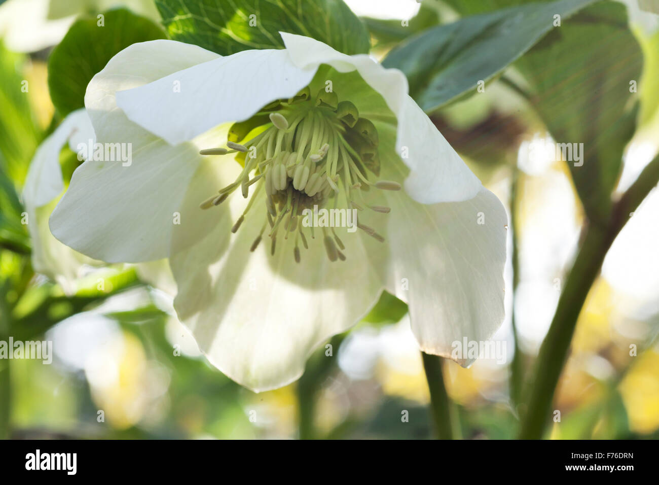Hellebores, Christmas rose, Lenten rose Stock Photo - Alamy