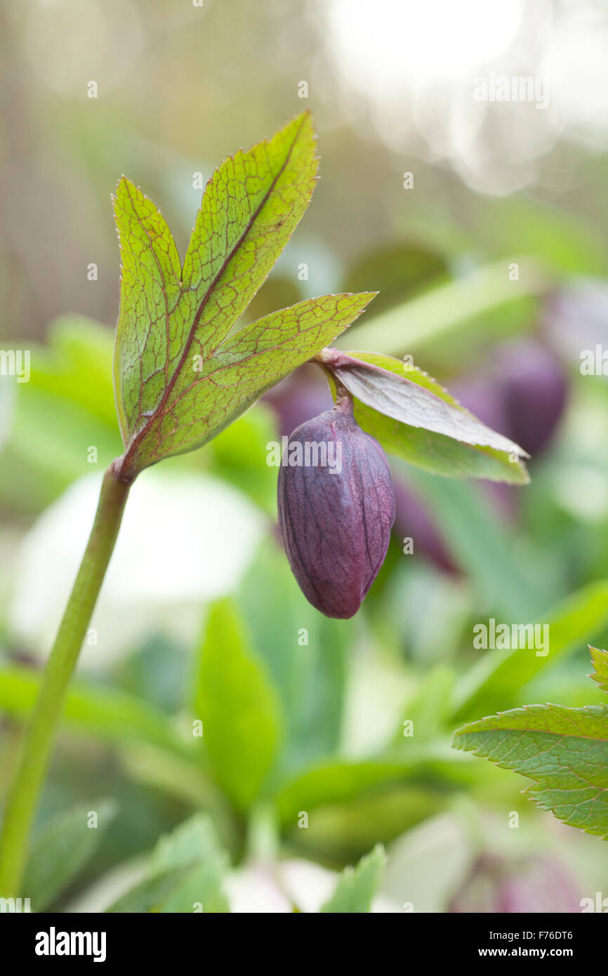 Hellebores orientalis bud Stock Photo - Alamy
