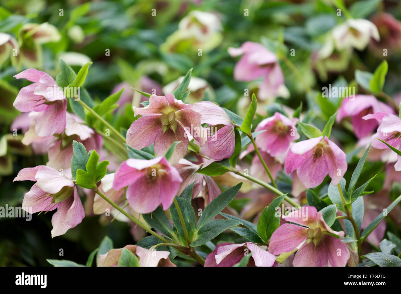 Hellebores, Christmas rose, Lenten rose Stock Photo - Alamy