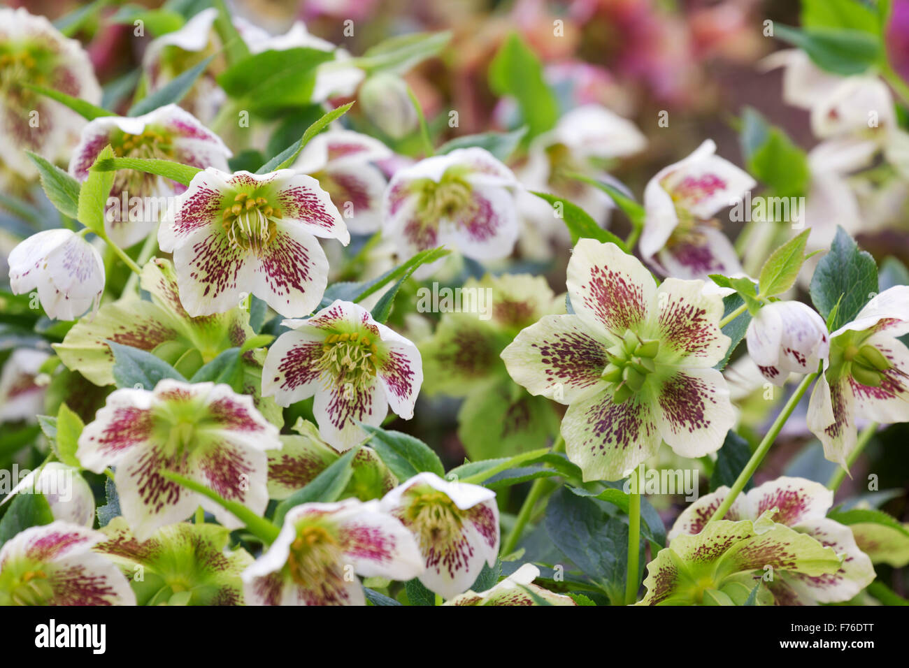 Hellebores, Christmas rose, Lenten rose Stock Photo - Alamy