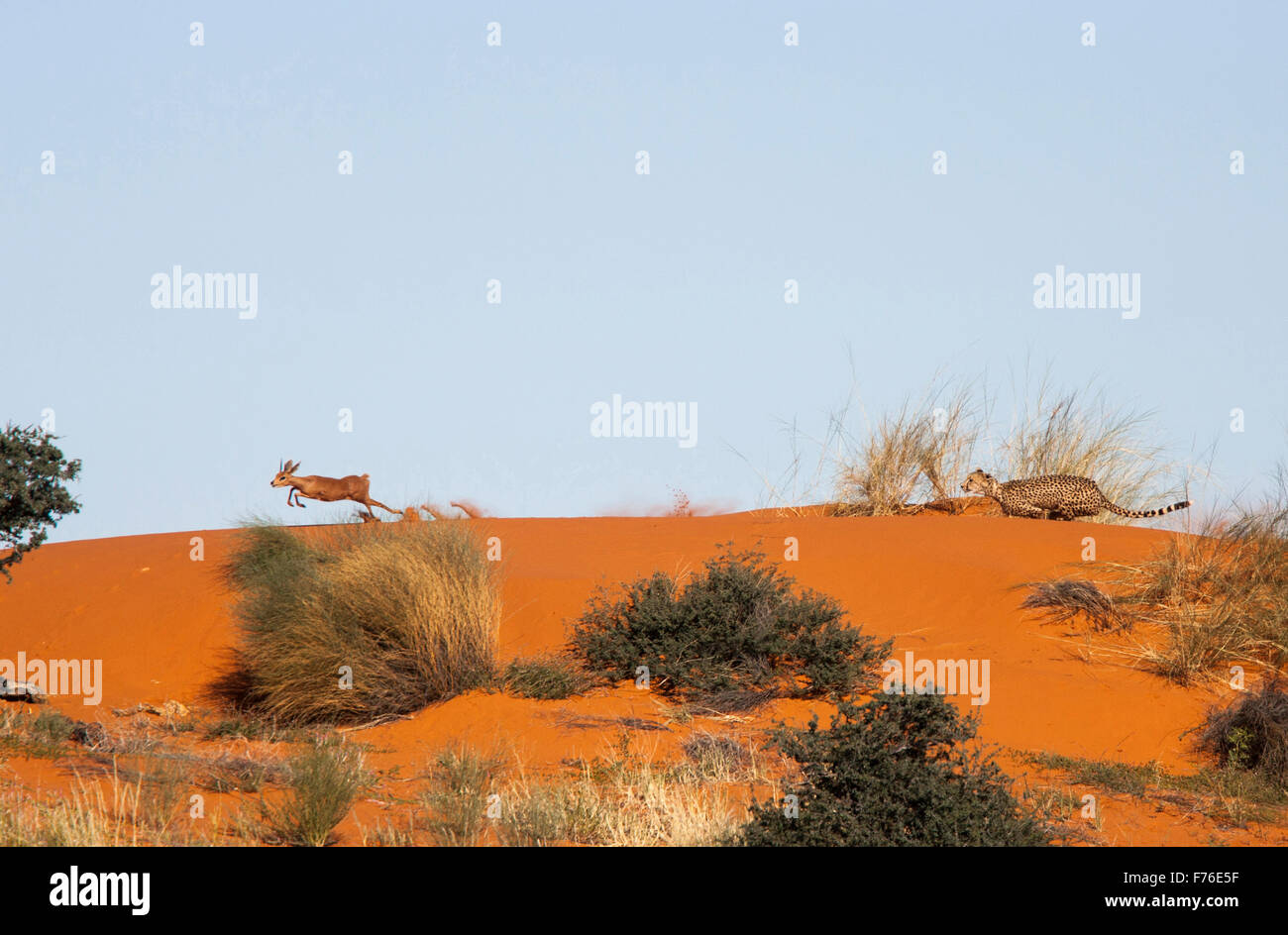 Scenic landscape of a cheetah chasing after a steenbok on top of a sand ...