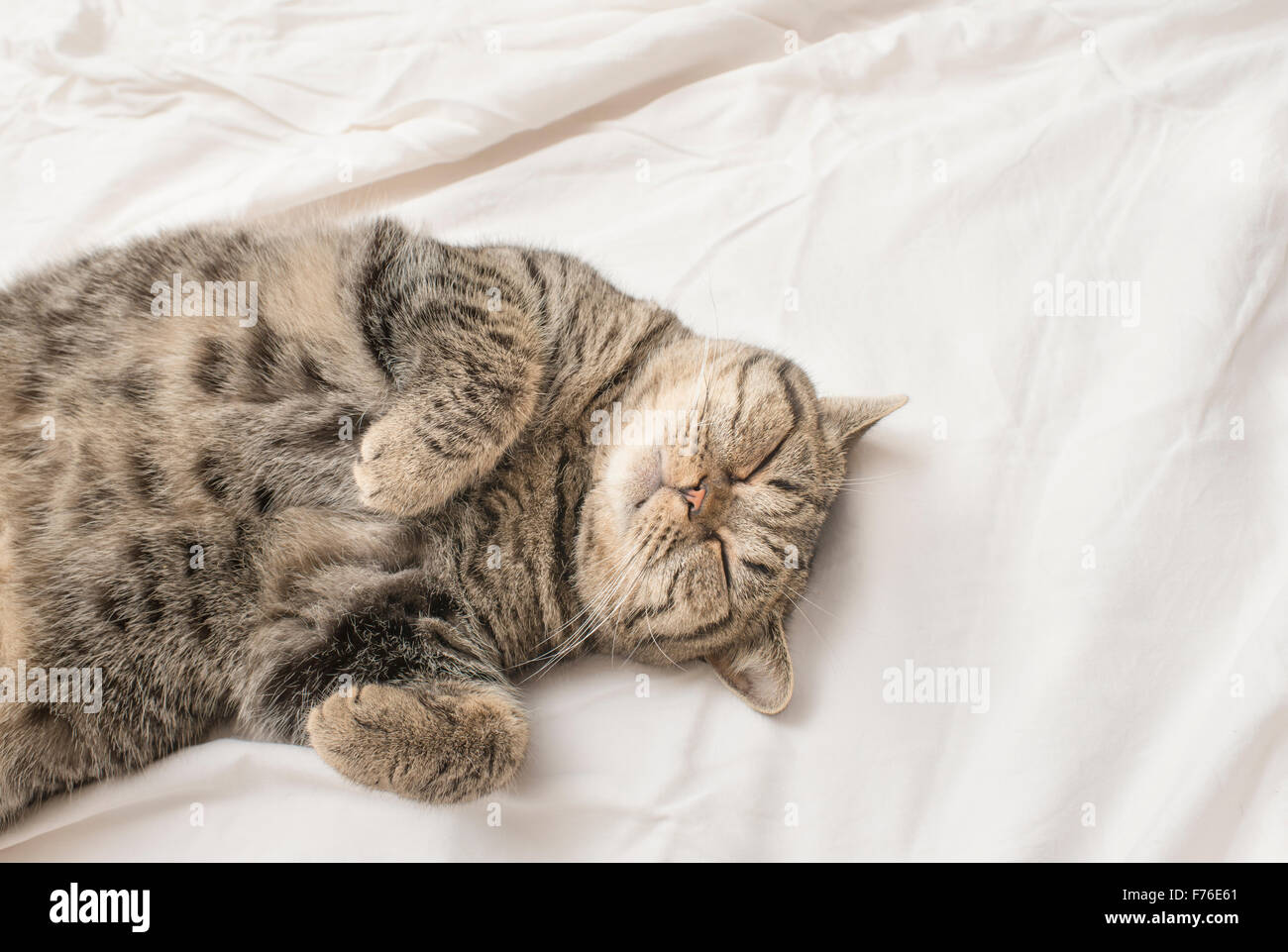 British shorthair cat lying down on its back in a bed, resting with ...
