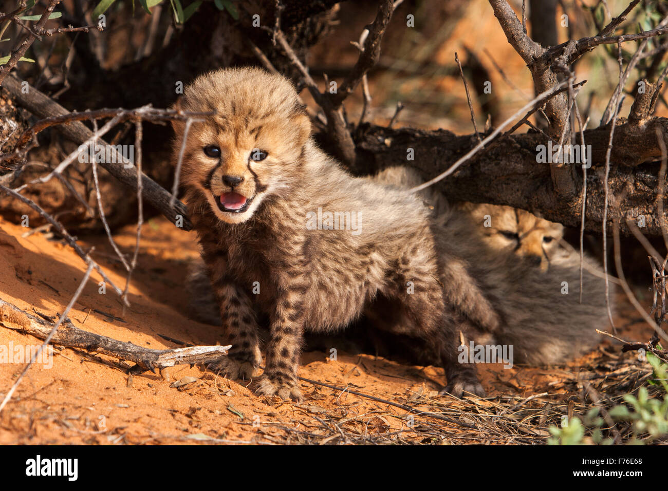 Cheetah cubs close to a tree on a sand dune in the Kgalagadi ...