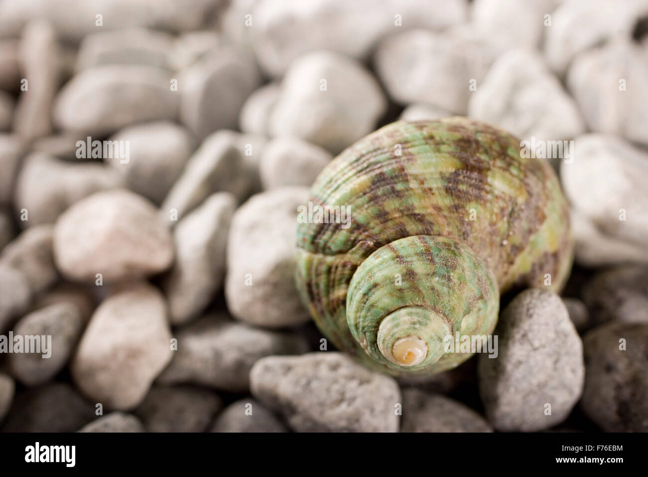 Iconic seashell hi-res stock photography and images - Alamy