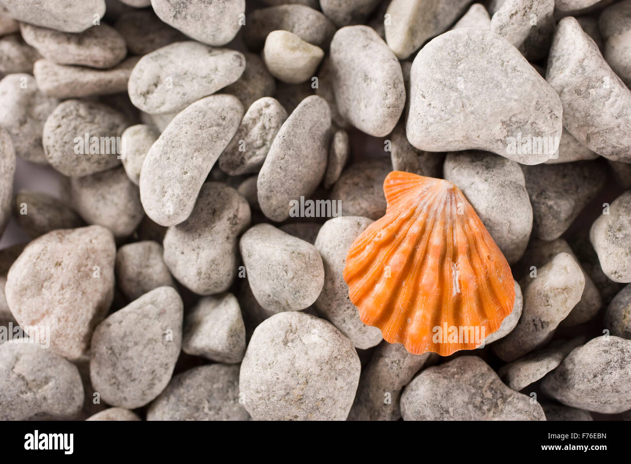 Iconic seashell hi-res stock photography and images - Alamy