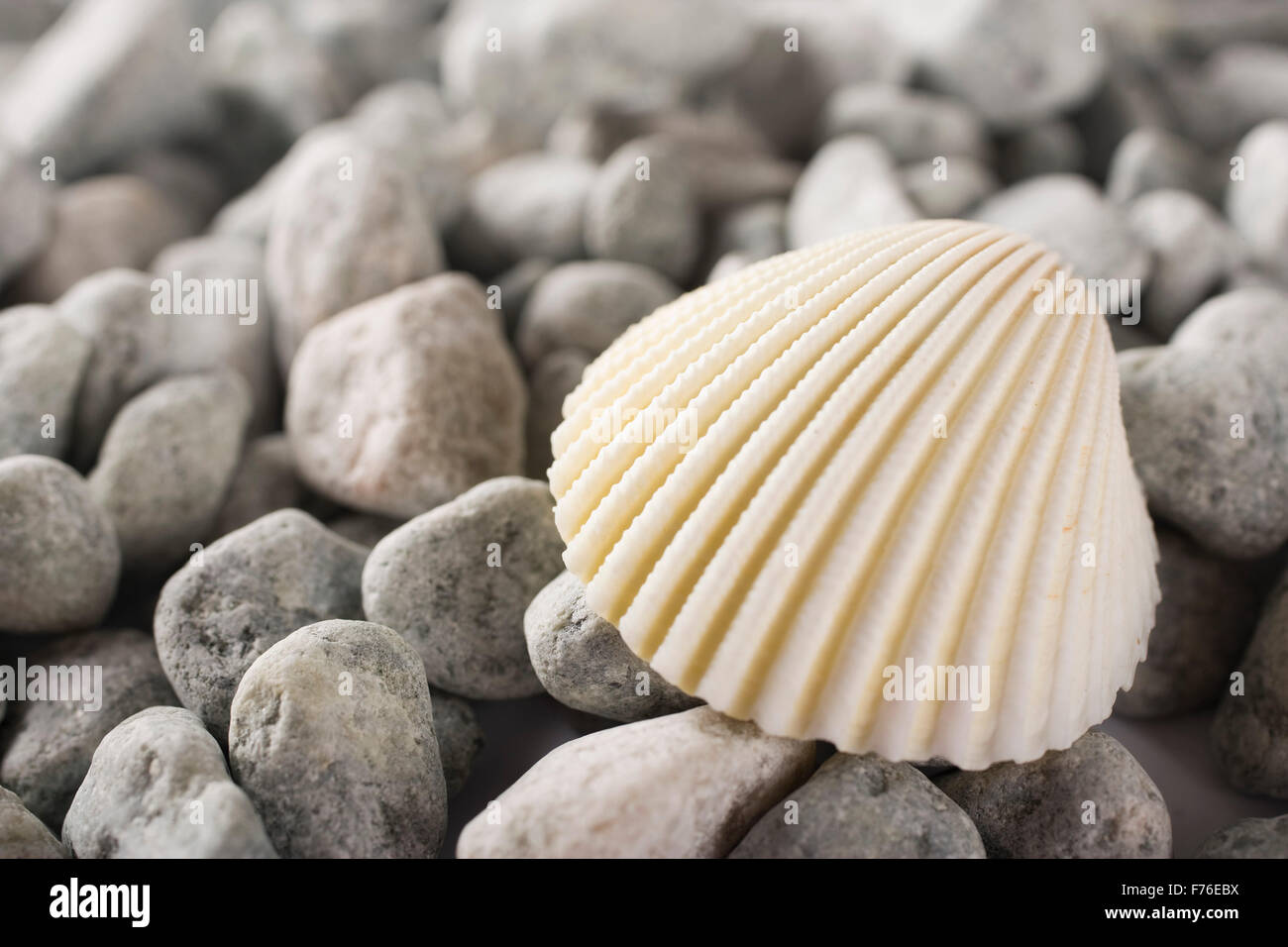 Iconic seashell hi-res stock photography and images - Alamy