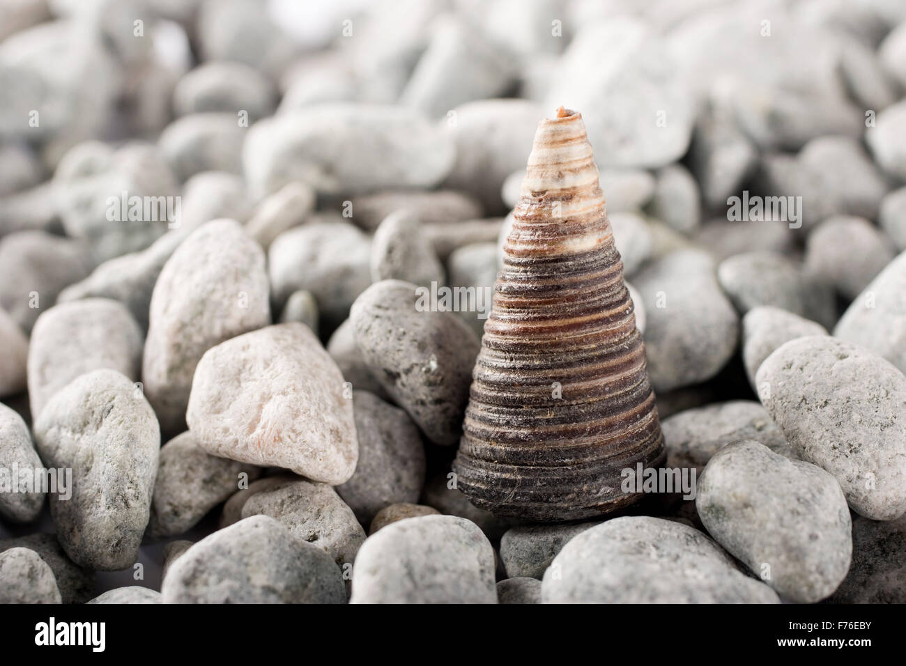 Iconic seashell hi-res stock photography and images - Alamy